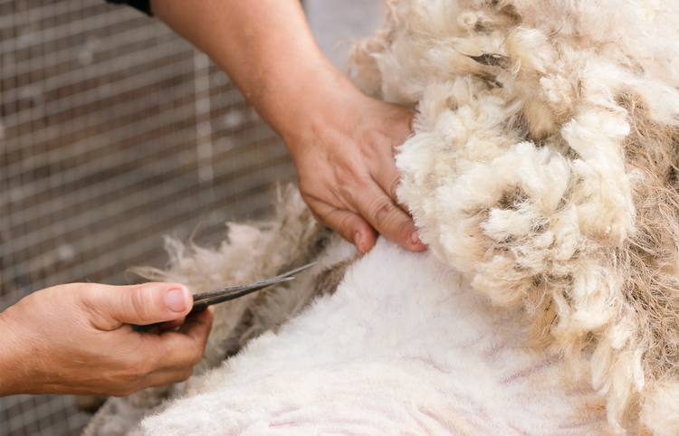 Caring for Your Woolify Bedding